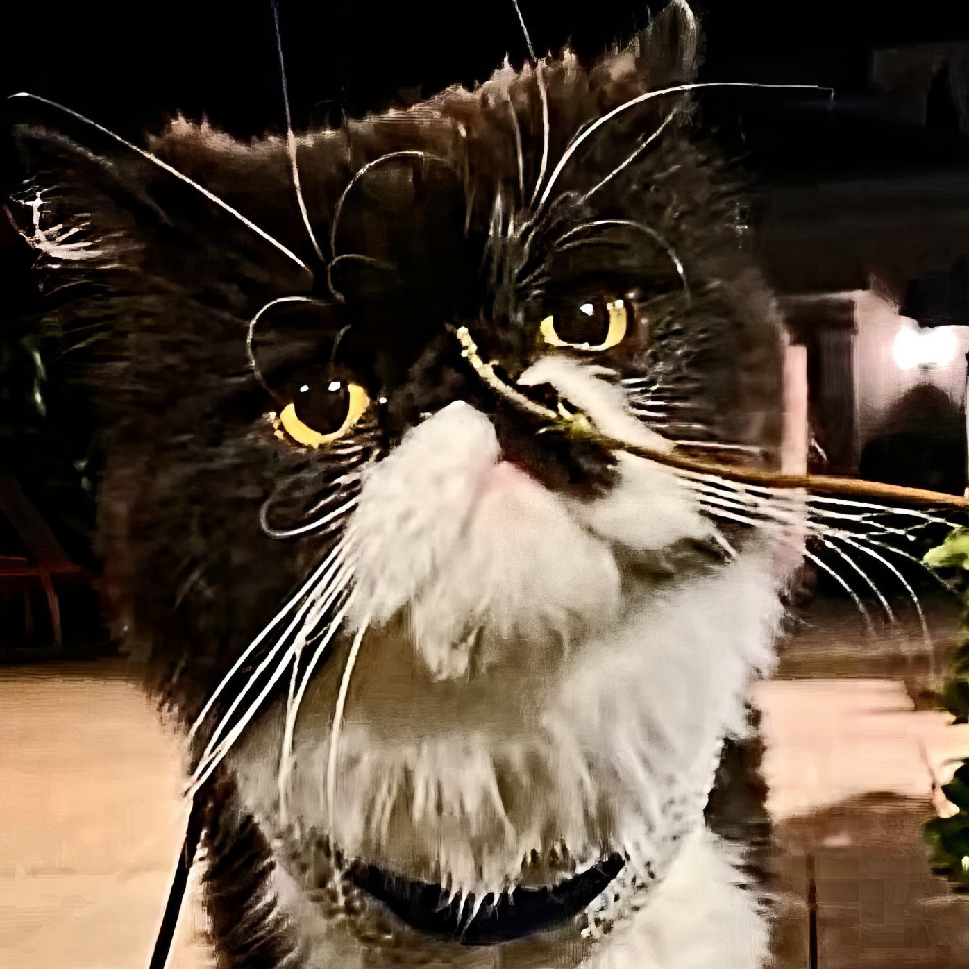 Cyrus the Persian Cat